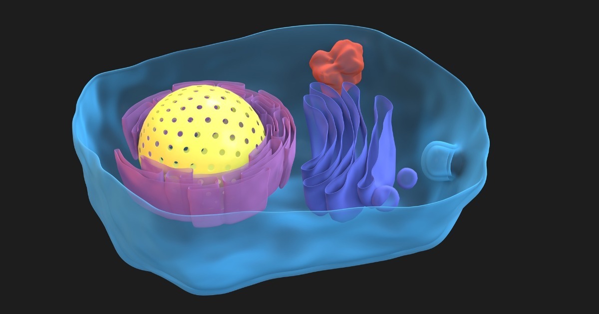 Las partes principales de la célula y su función - Diferenciador